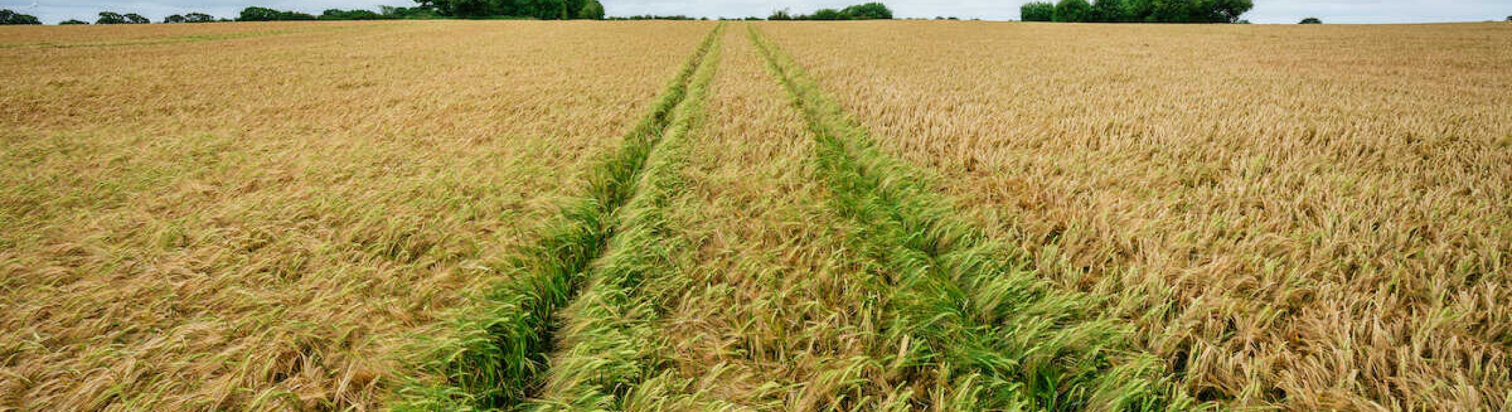 Innover pour la 3ème révolution agricole : Systèmes agricoles durables ...
